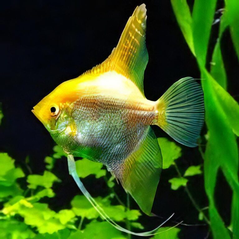 Golden Angelfish Pterophyllum Scalare – Sims Tropical Fish | Tropical ...