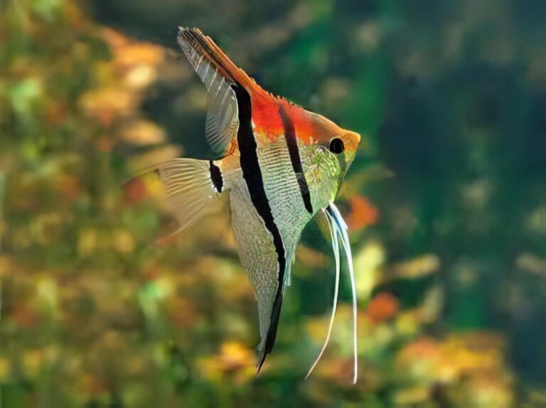 Manacapuru Red Back Angelfish Pterophyllum Scalare 5cm – Sims Tropical ...