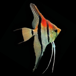 Manacapuru Red Back Angelfish Pterophyllum Scalare 5cm – Sims Tropical ...