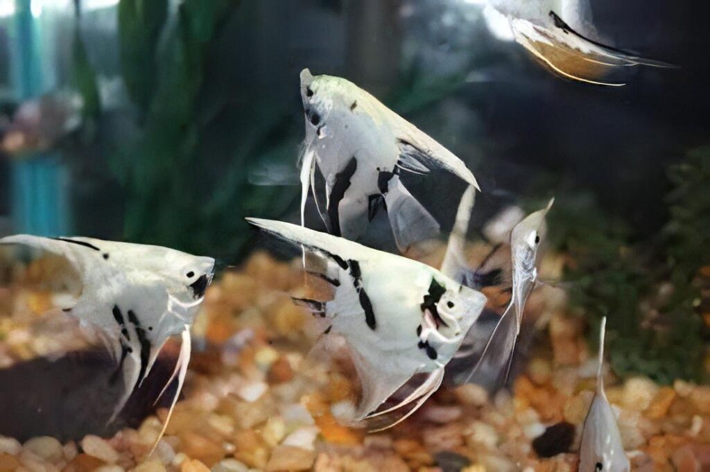 Platinum Marbled Angelfish Pterophyllum Scalare 5cm – Sims Tropical ...