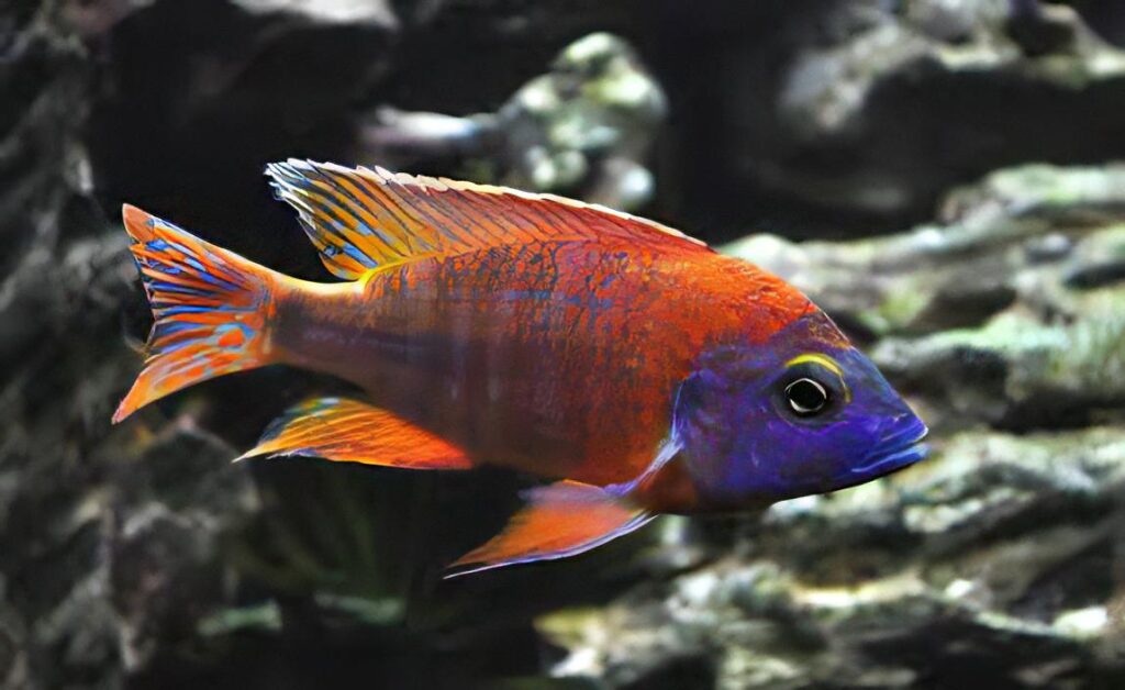 Aulonocara Red Ruby Peacock Malawi African Cichlid – Sims Tropical Fish ...