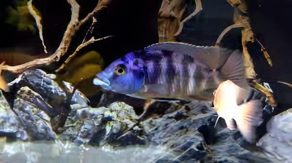 Haplochromis Milomo VC10 Victoria African Cichlid – Sims Tropical Fish ...