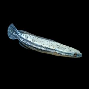 Snakehead – Sims Tropical Fish | Tropical Fish, Aquarium, Fish Store