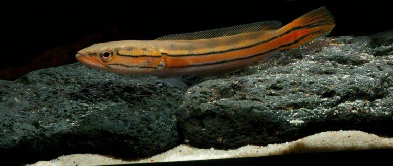 Malabar Snakehead Channa Diplogramma 10cm – Sims Tropical Fish ...