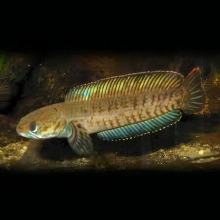 Dwarf Snakehead Channa Gachua 10cm – Sims Tropical Fish | Tropical Fish ...