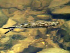 Apollo Shark Luciosoma Setigerum 5cm – Sims Tropical Fish | Tropical ...