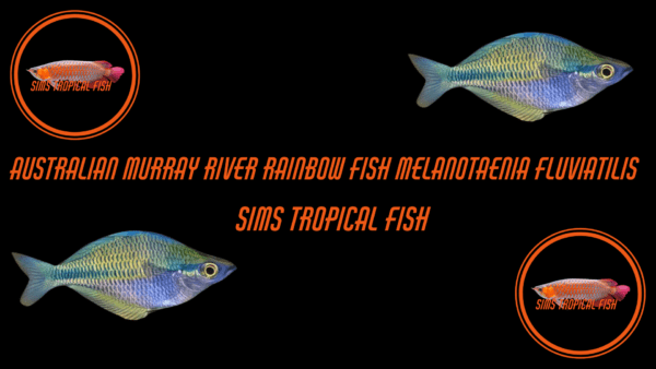 Austrailian Murray River Rainbow Fish Melanotaenia Fluviatilis 5cm ...