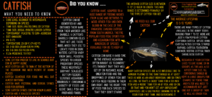 Goonch Dwarf Sand Shark Catfish Bagarius Bagarius 20cm – Sims Tropical ...