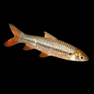 Cigar Shark Leptobarbus Rubripinna 8cm – Sims Tropical Fish | Tropical ...