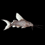 Synodontis – Sims Tropical Fish | Tropical Fish, Aquarium, Fish Store