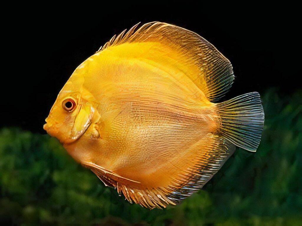 Golden Discus – Sims Tropical Fish | Tropical Fish, Aquarium, Fish Store
