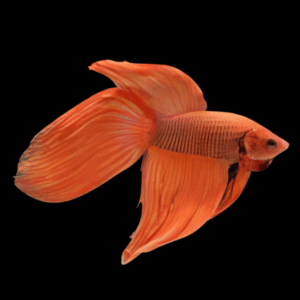 Male Betta Standard – Sims Tropical Fish | Tropical Fish, Aquarium ...