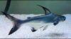 Paroon Shark Hi Fin Pangasius Sanitwongsei 5cm – Sims Tropical Fish ...