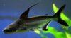 Paroon Shark Hi Fin Pangasius Sanitwongsei 5cm – Sims Tropical Fish ...