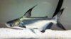 Paroon Shark Hi Fin Pangasius Sanitwongsei 5cm – Sims Tropical Fish ...
