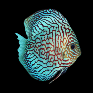 Discus Fish for Sale UK — Stendker, German & Asian Lines