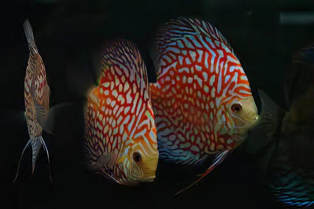 Red Eagle Turquoise Discus – Sims Tropical Fish | Tropical Fish ...