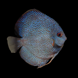 Snakeskin Fine Line Discus – Sims Tropical Fish | Tropical Fish ...