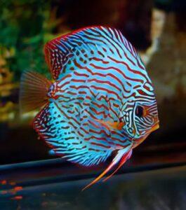 Turquoise Discus – Sims Tropical Fish | Tropical Fish, Aquarium, Fish Store