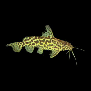 Synodontis – Page 2 – Sims Tropical Fish | Tropical Fish, Aquarium ...