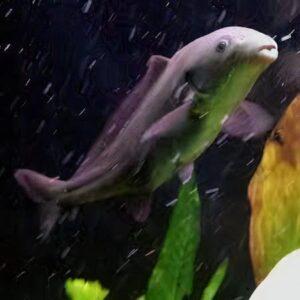 African Freshwater Dolphin Mormyrus Longirostris – Sims Tropical Fish ...