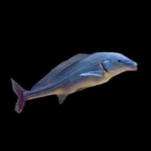 African Freshwater Dolphin Mormyrus Longirostris – Sims Tropical Fish ...