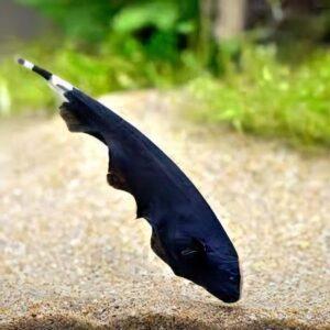 Black Ghost Knife Fish Apteronotus Albifrons 10cm – Sims Tropical Fish ...
