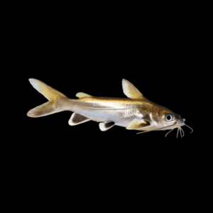 Catfish – Sims Tropical Fish | Tropical Fish, Aquarium, Fish Store