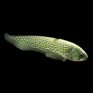 Knife Fish – Sims Tropical Fish | Tropical Fish, Aquarium, Fish Store