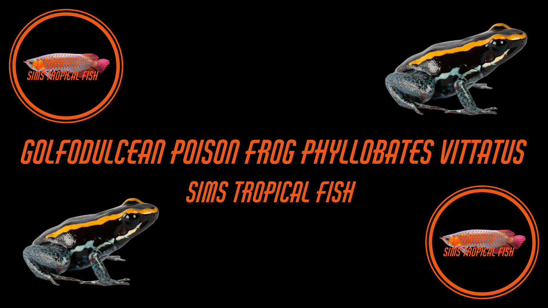 Golfodulcean Poison Frog Phyllobates Vittatus 5cm – Sims Tropical Fish ...