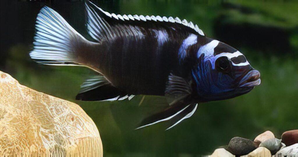 Assorted Pseudotropheus Malawi African Cichlid – Sims Tropical Fish ...