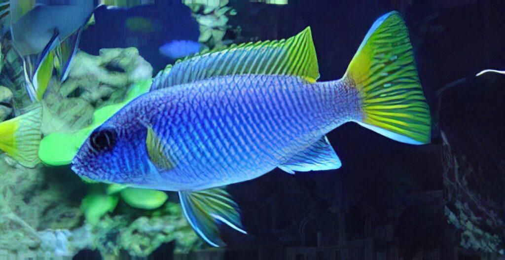 Assorted Pseudotropheus Malawi African Cichlid – Sims Tropical Fish ...