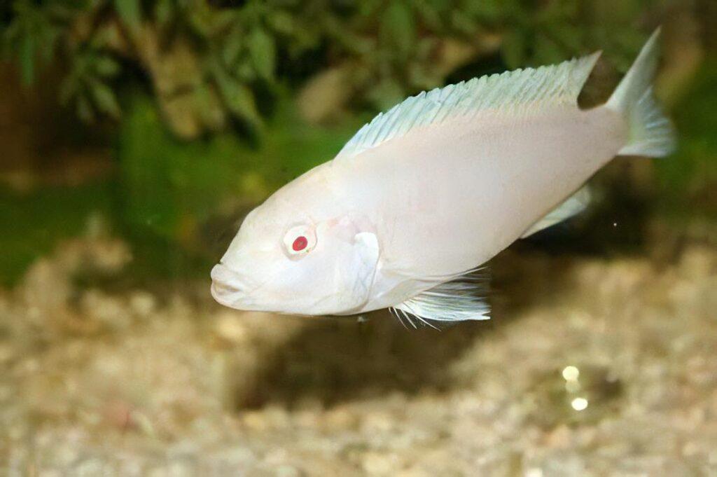 Assorted Pseudotropheus Malawi African Cichlid – Sims Tropical Fish ...