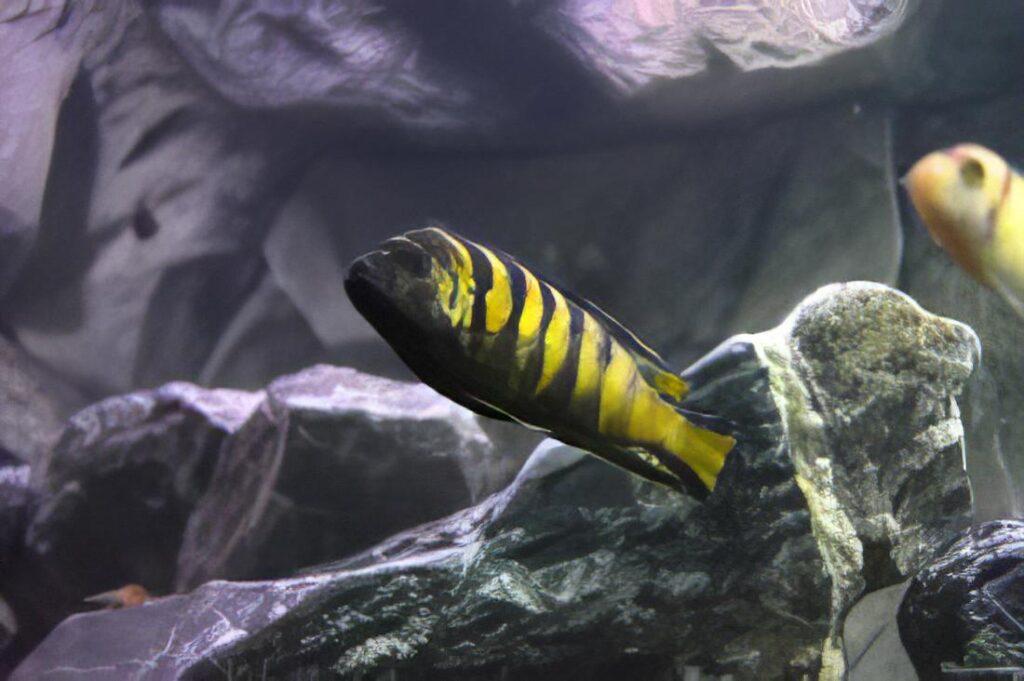 Pseudotropheus Elongatus Chailosi Malawi African Cichlid – Sims ...