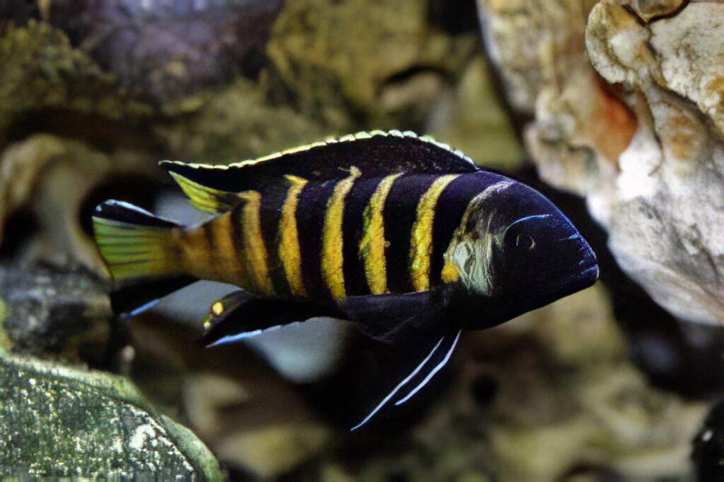 Pseudotropheus Elongatus Chailosi Malawi African Cichlid – Sims ...