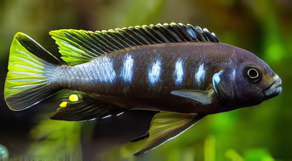 Pseudotropheus Elongatus Chewere Malawi African Cichlid – Sims Tropical ...