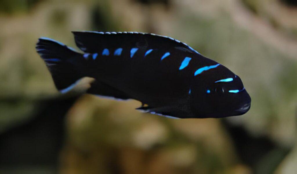 Pseudotropheus Elongatus Neon Spot Malawi African Cichlid – Sims ...