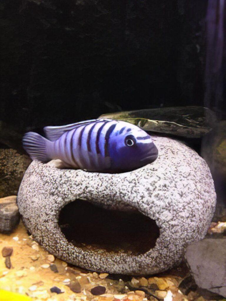 Pseudotropheus Elongatus Ornatus Malawi African Cichlid – Sims Tropical ...