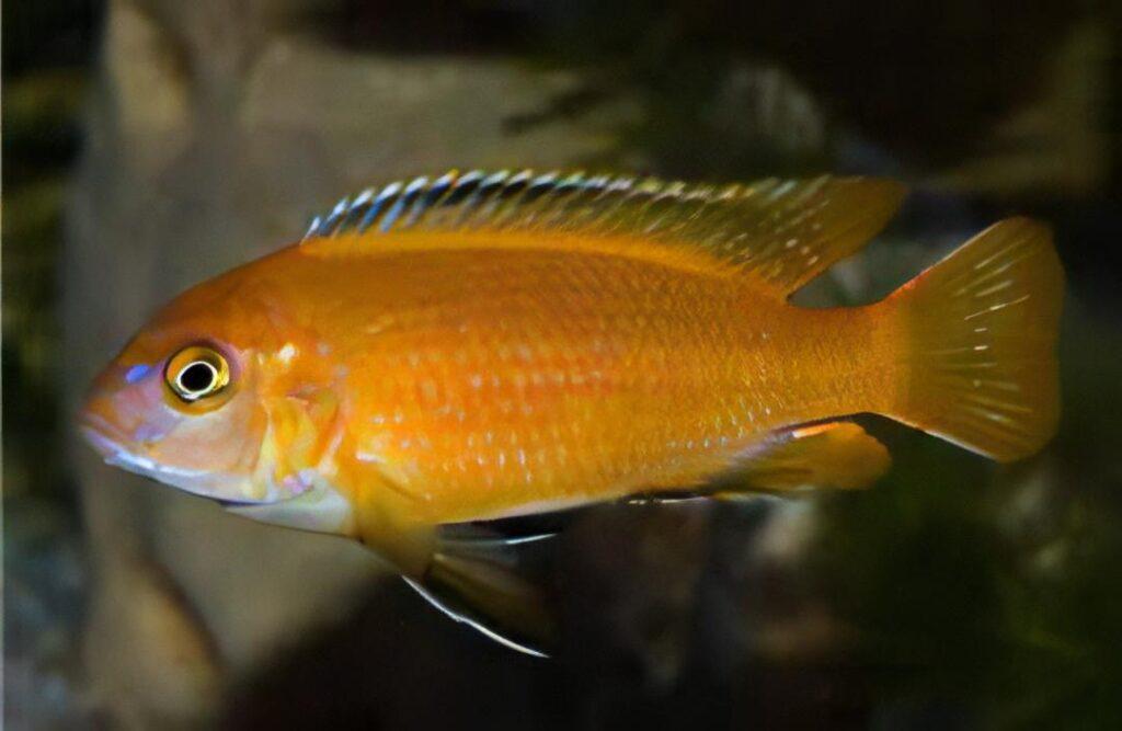Assorted Pseudotropheus Malawi African Cichlid – Sims Tropical Fish ...