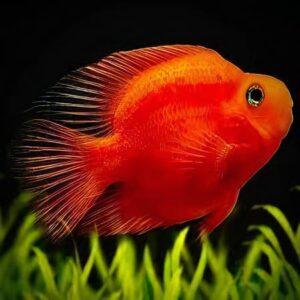 Red Parrot Fish Hybrid Amphilophus citrinellus × Vieja melanurus 5cm ...