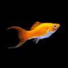 Molly – Sims Tropical Fish | Tropical Fish, Aquarium, Fish Store
