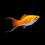 Molly – Sims Tropical Fish | Tropical Fish, Aquarium, Fish Store
