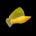 Molly – Sims Tropical Fish | Tropical Fish, Aquarium, Fish Store