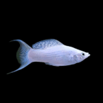 Molly – Sims Tropical Fish | Tropical Fish, Aquarium, Fish Store