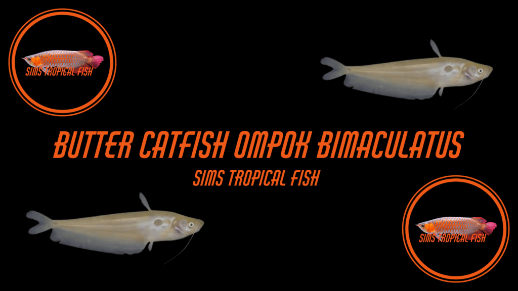 Butter Catfish Ompok Bimaculatus 8cm – Sims Tropical Fish | Tropical ...