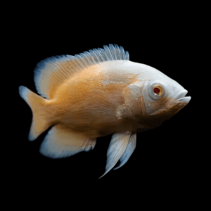 Oscar – Sims Tropical Fish | Tropical Fish, Aquarium, Fish Store