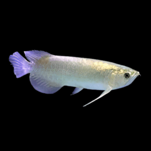 Batik Arowana Scleropages Inscriptus 20cm – Sims Tropical Fish ...