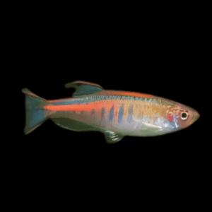 Glowlight Danio Danio Choprai 2cm – Sims Tropical Fish | Tropical Fish ...