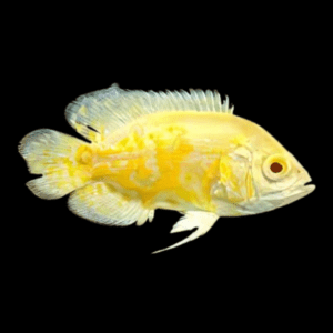 Oscar – Sims Tropical Fish | Tropical Fish, Aquarium, Fish Store