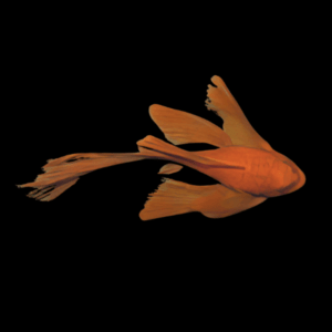 Long Fin Super Red Bristlenose Pleco Ancistrus – Sims Tropical Fish ...